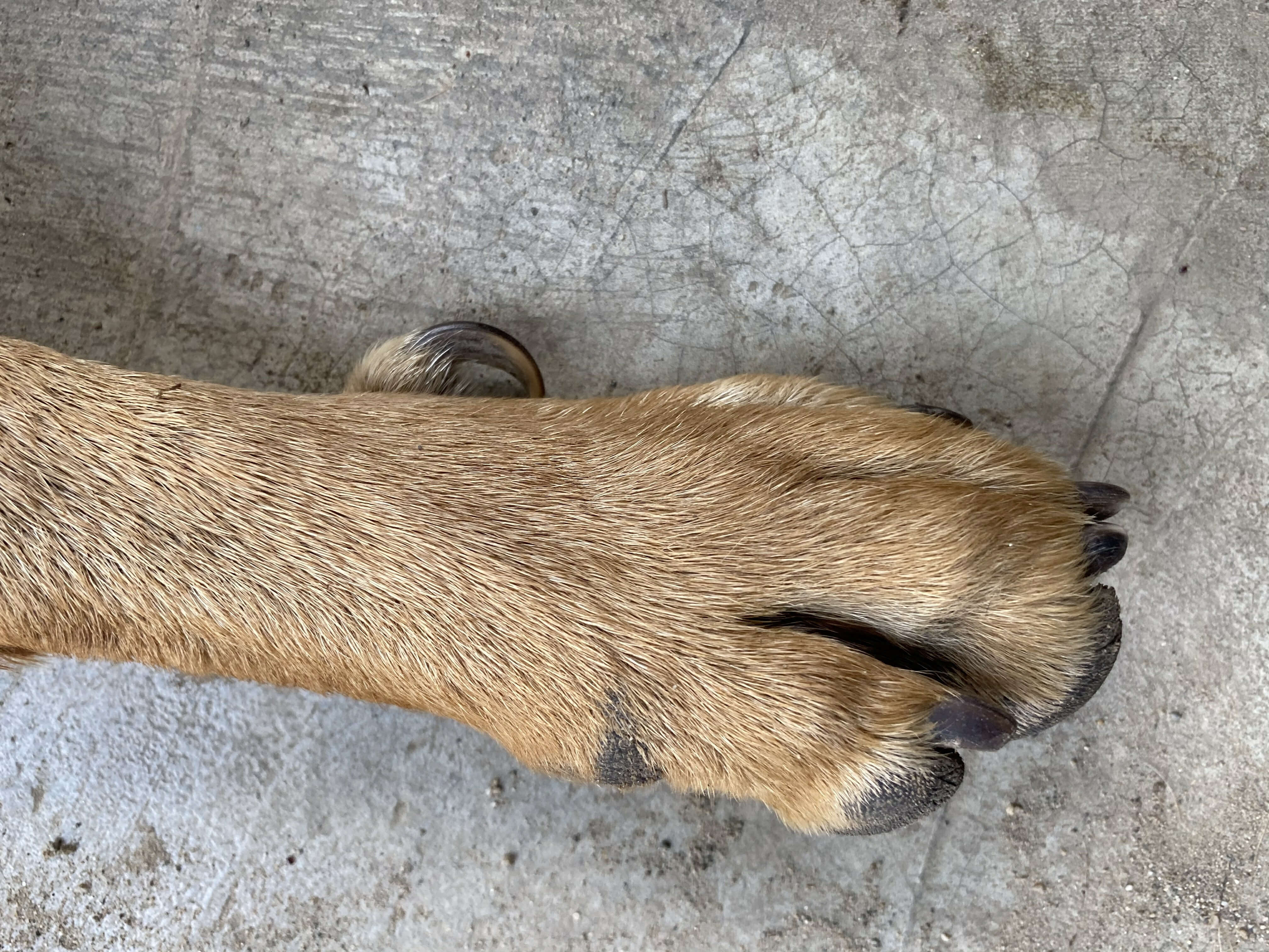 7 Bedste Negleklippere Til Hunde i 2026 | ElskerDyr